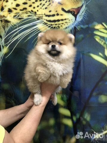 Девочка шпица красавица