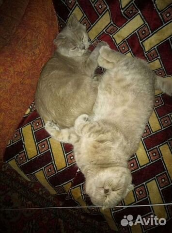 Кошки шотландцы