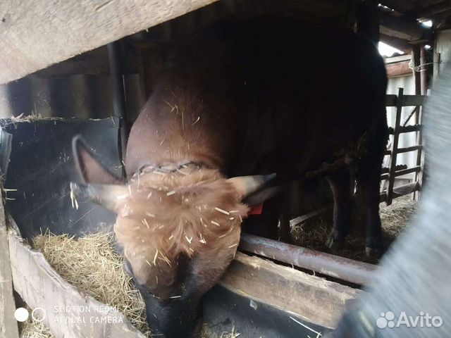 Быки на мясо