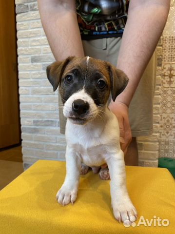 Клубный щенок джек рассел