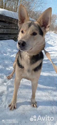 Стёпа в поисках семьи