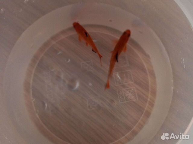 Отдам бесплатно две рыбки Минор