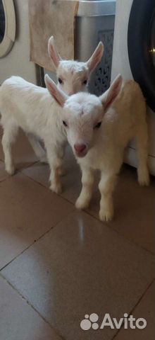 Зааненская коза