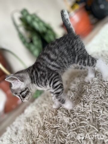 Шикарные котята