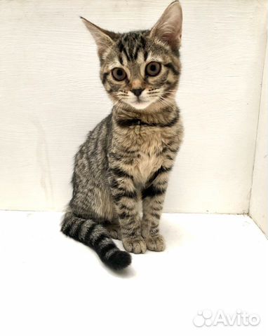 Котята манчкин