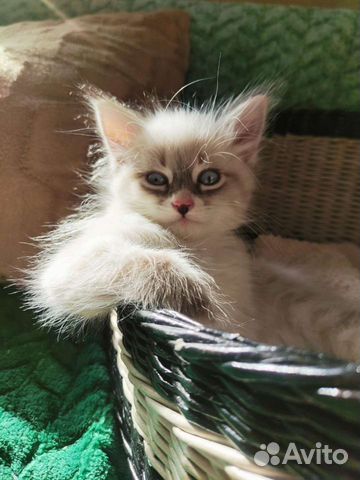 Невский маскарадный котенок