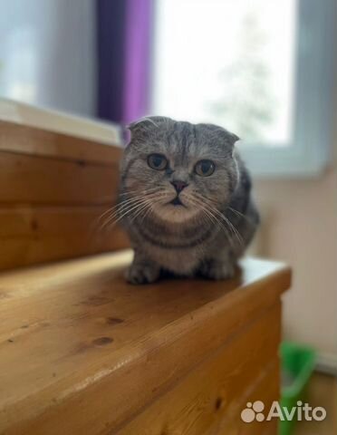 Шотландская вислоухая кошка бесплатно