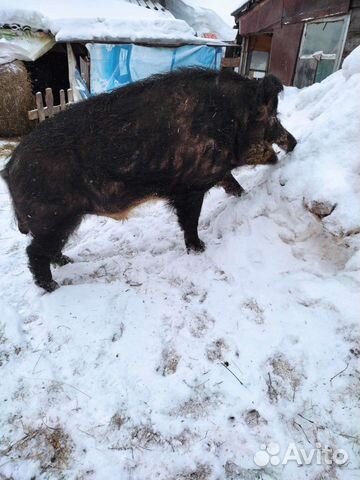 Производитель дикий кабан с венгерским мангалом