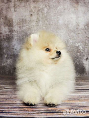 Шпицуля красотуля