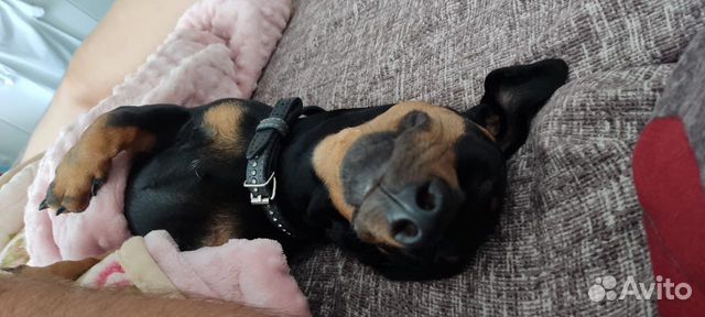 Такса вязка