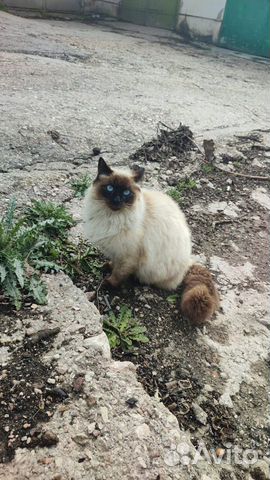 Сиамская кошечка,побирается на улице