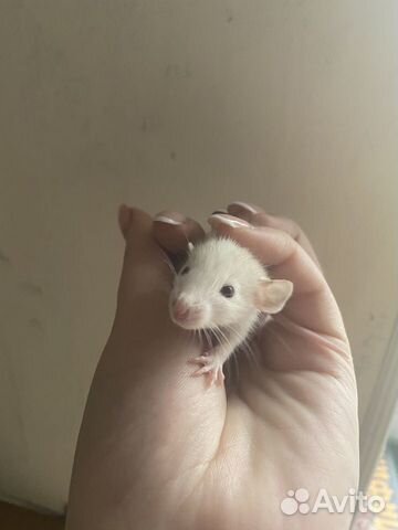 Крыса дамбо