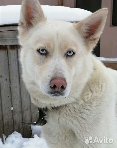 Собака в добрые руки отдам бесплатно