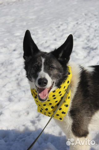 Помогите Тимону поверить в доброту людей