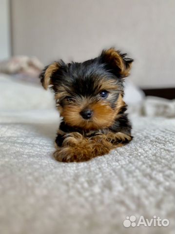 Йоркширский терьер