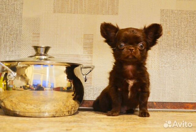 Шоколадное чудо