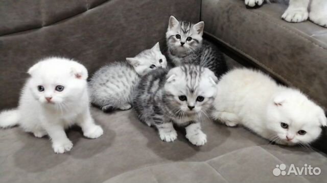 Чистокровные шотландские плюшки