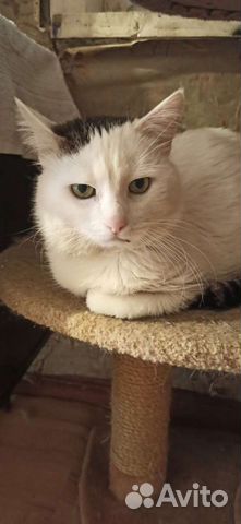 Котик в добрые руки