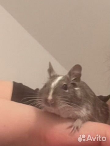 Чилийская белка дегу