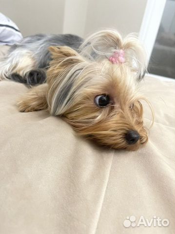 Мини йорк девочка