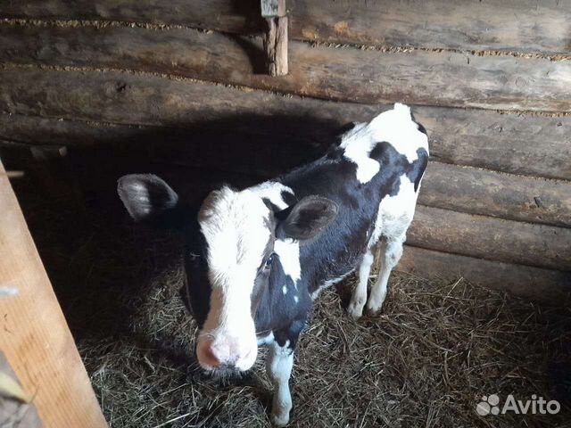 Телочка сементальской породы