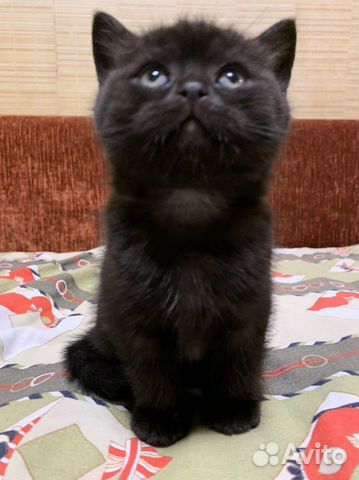 Черный котенок шотландец