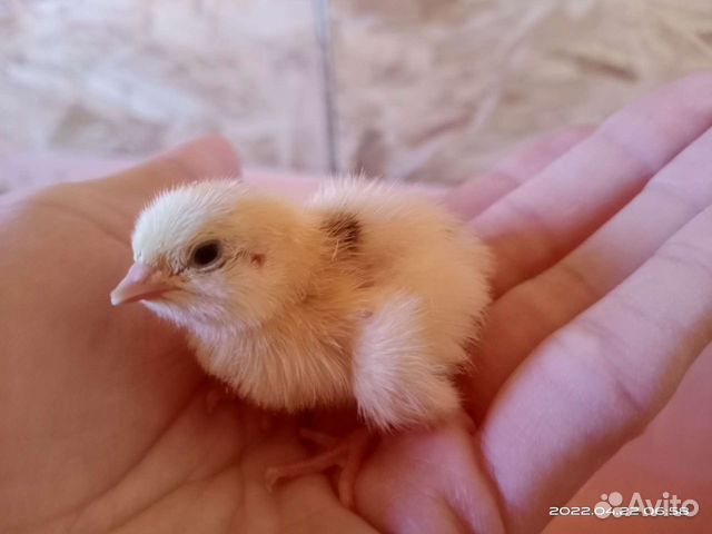 Техасский перепел