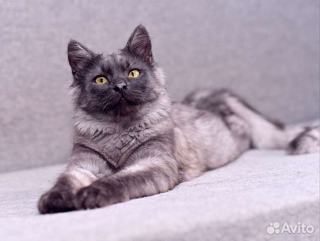 Котенок котик кот Чешир