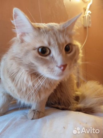 Котенок Сёма-Рыжик
