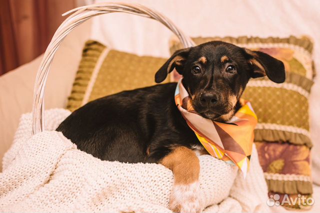 Чудесный малыш Майло в добрые руки