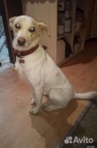 Собака в добрые руки