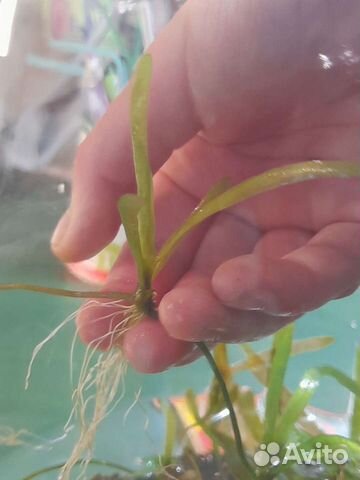 Улитки ампулярии