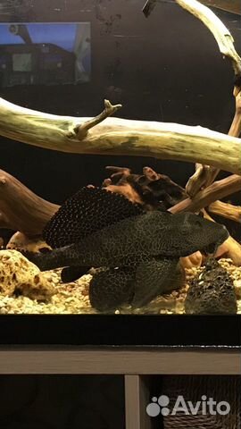 Парчовый сом 30 см