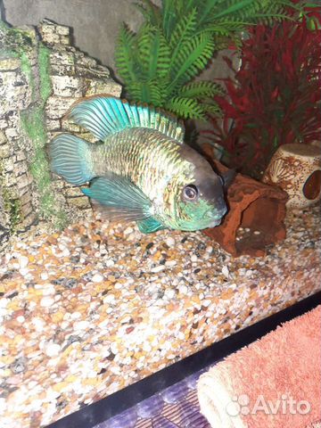 Анциструс и нанокарра