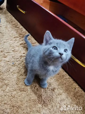 Британские котята