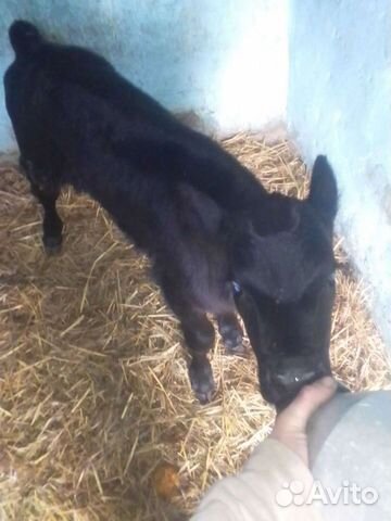 Продам Тёлочку