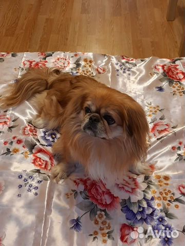 Пекинес ищет невесту