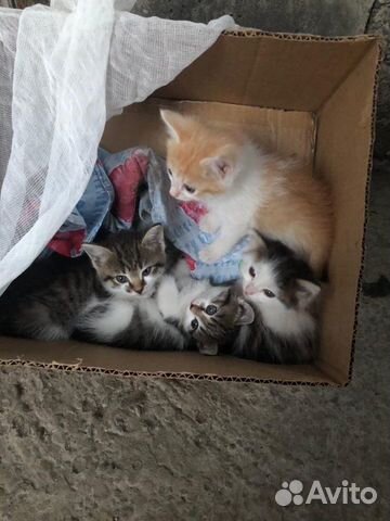 Котята на пристрой. Прдкинули