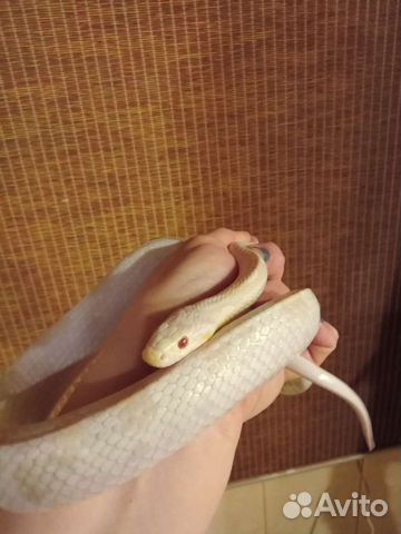 Змея маисовый полоз