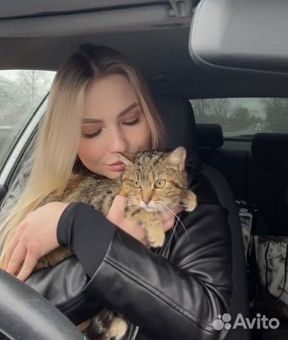 Кошечка 1,5мес в добрые руки