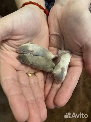 Сатиновые мыши