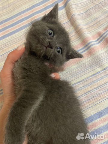 Кот (ниндзя серая дымка)