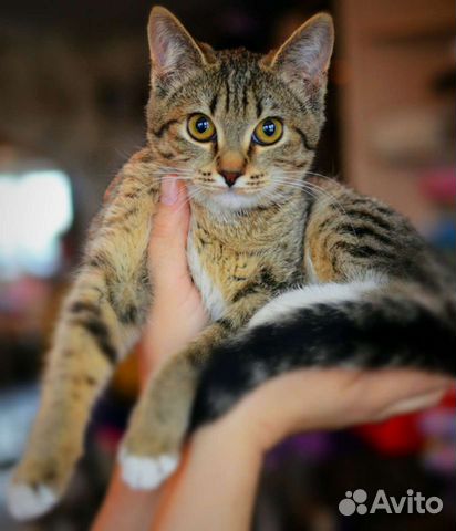 Европейская