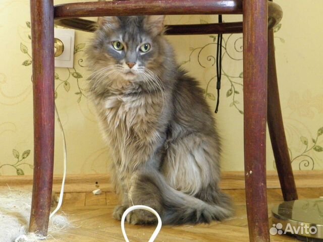 Кот простой и добрый