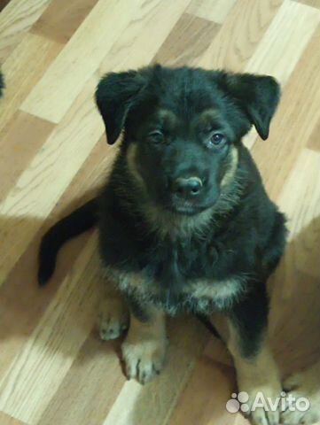 Щенки восточноевропейской овчарки