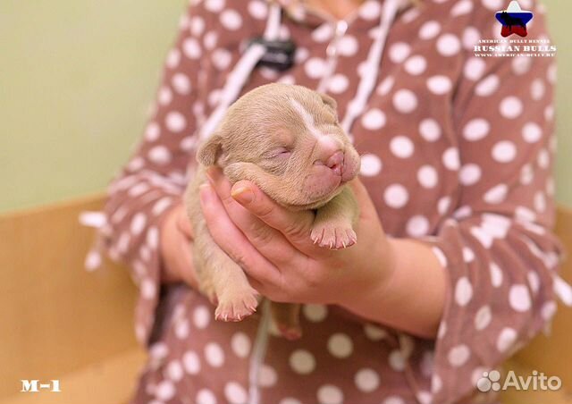 Американский Булли мальчик лиловый триколор