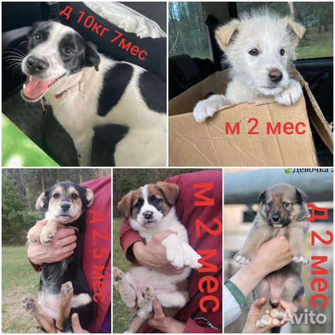 Осталась черная девочка щенок