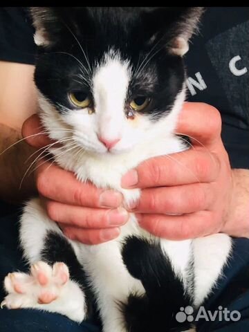 Котик в добрые руки