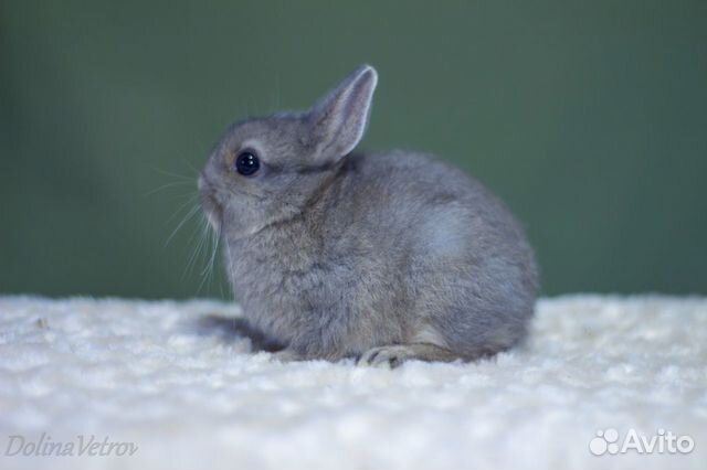 Минор голубой агути