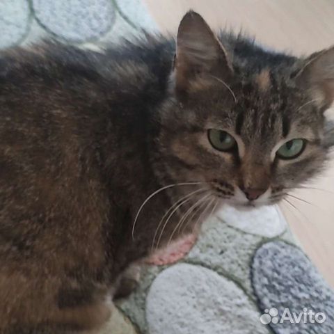 Кошка очень ласковая